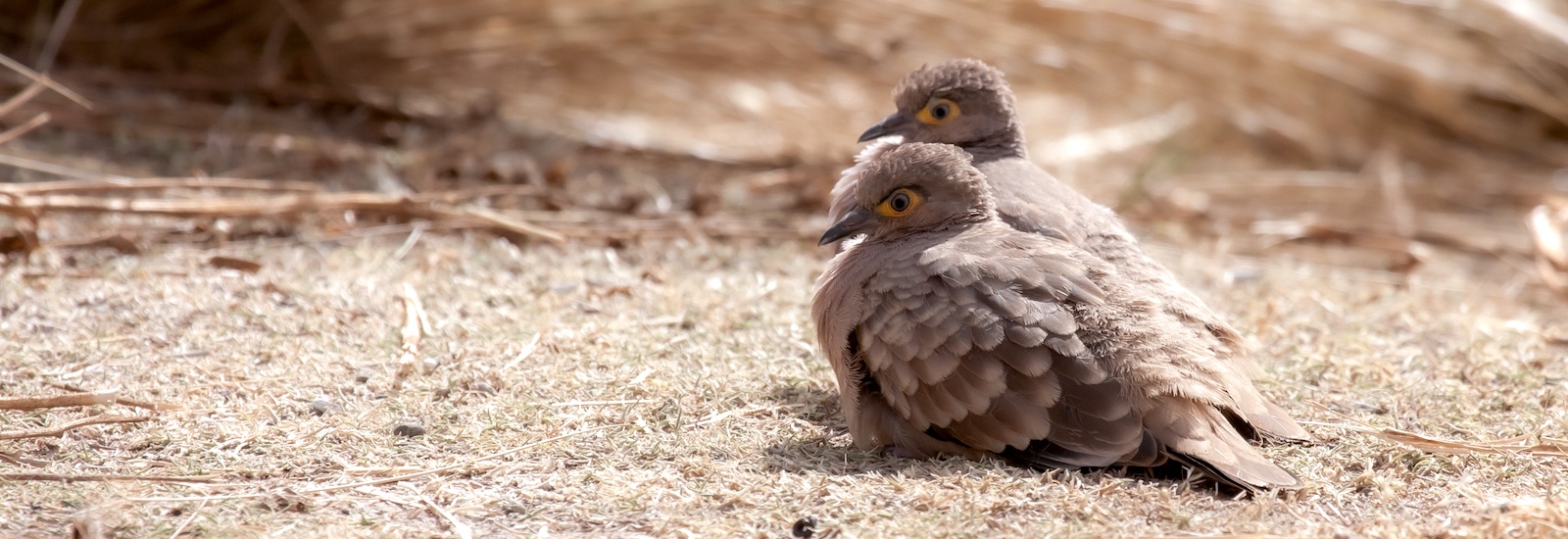 Bolivia - Trogon Tours