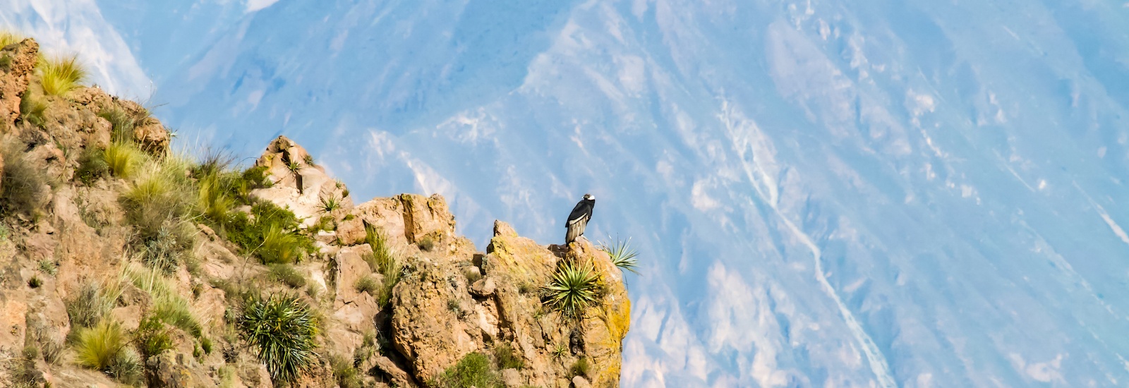 Trogon Tours: South America Birding, Wildlife, Photography & Cacti